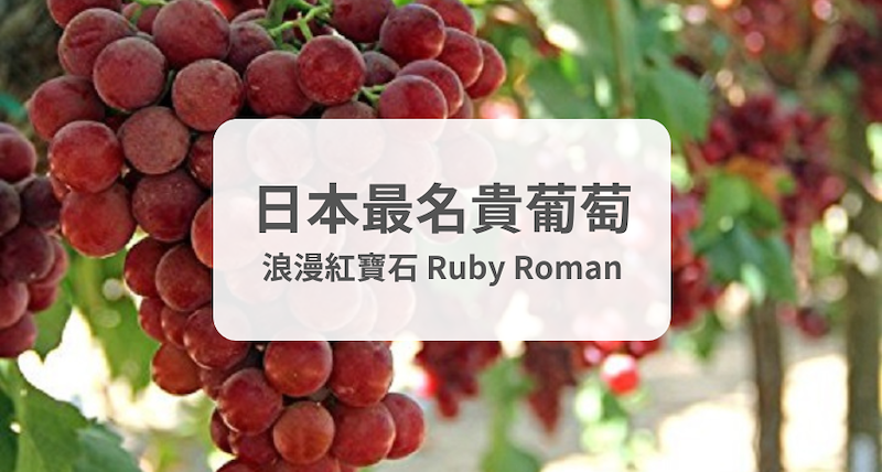日本最名貴葡萄 - 浪漫紅寶石 Ruby Roman